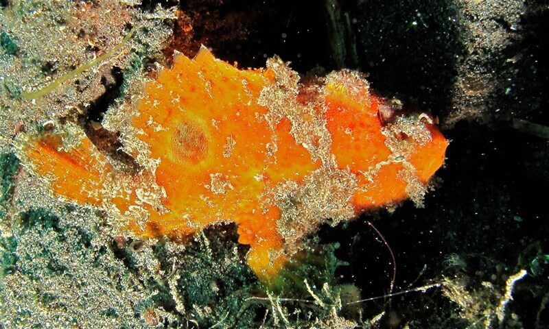 Spotfin frogfish – Abantennarius nummifer
