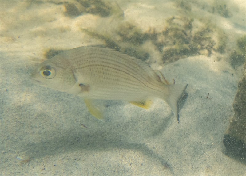 Yellowfin bream – Acanthopagrus australis