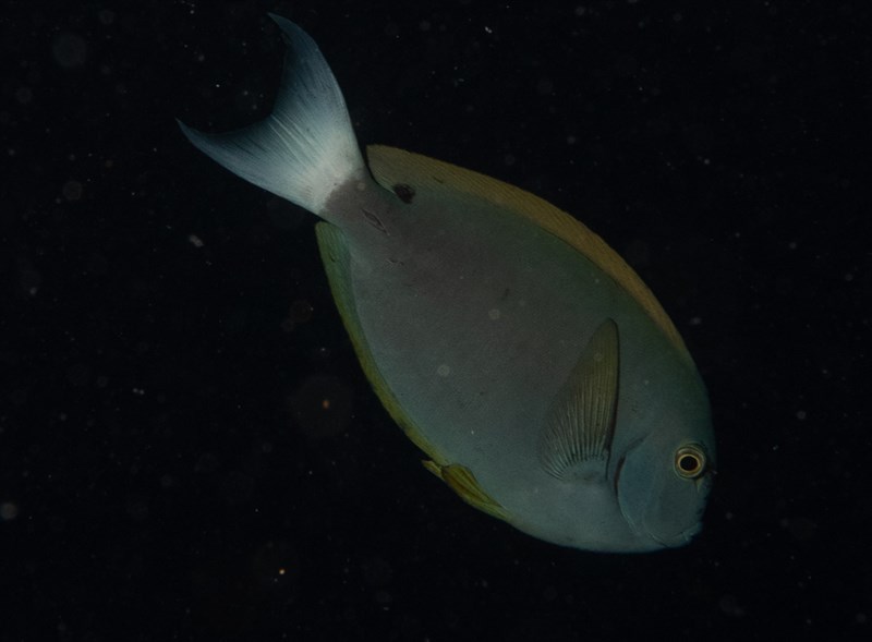 Thompson’s surgeonfish – Acanthurus thompsoni