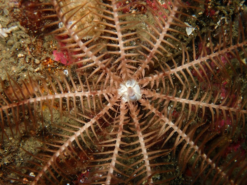 Feather Star – Antedon petasus
