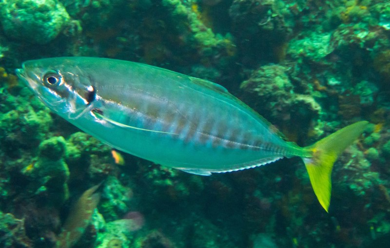 Yellowtail scad – Atule mate