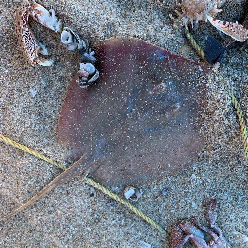 Bengal whipray – Brevitrygon imbricata
