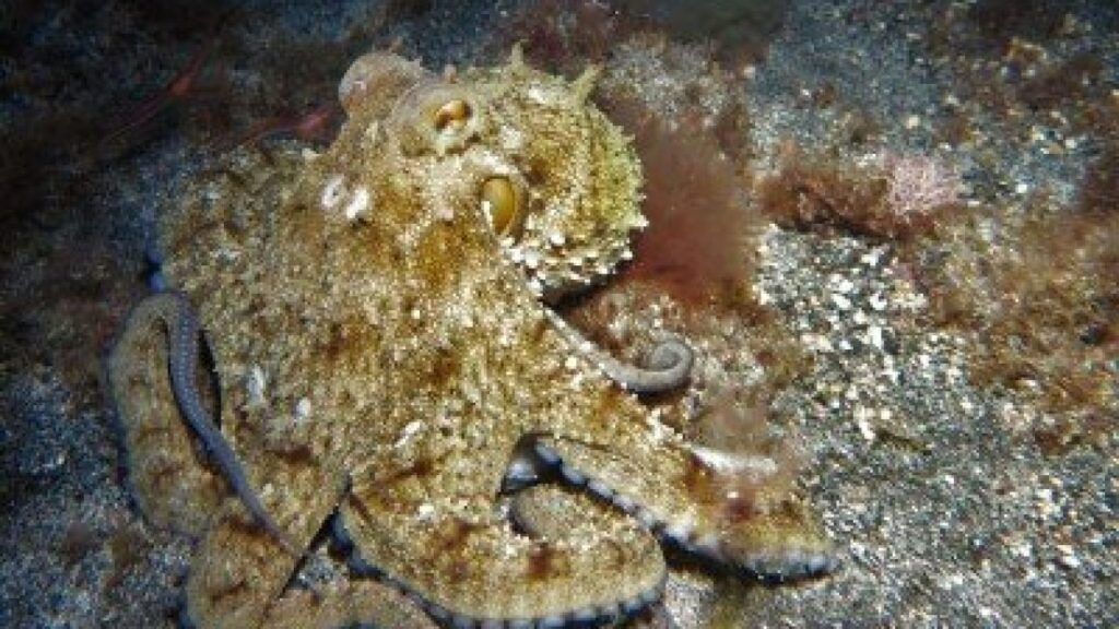 Common Octopus – Octopus vulgaris – Water Worlds