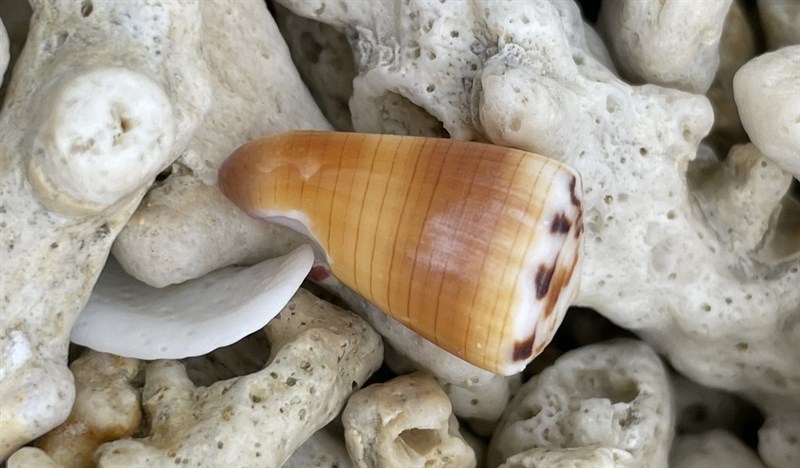 Conus ferrugineus