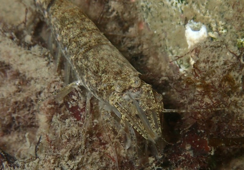 Common Shrimp, Brown Shrimp – Crangon crangon