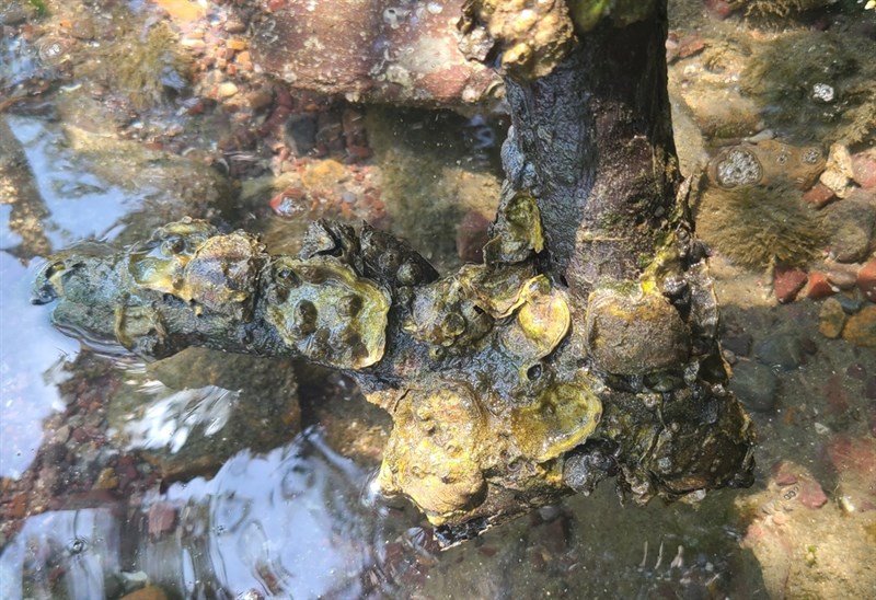 Crassostrea rhizophorae