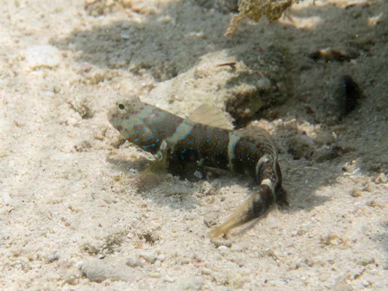 Luther’s prawn-goby – Cryptocentrus lutheri