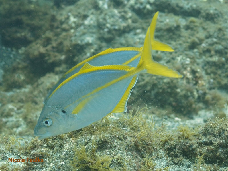 Common dentex – Dentex dentex