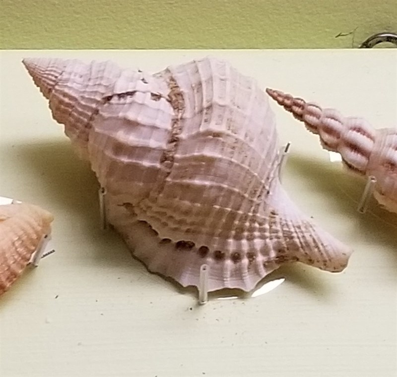 Distorsio reticularis