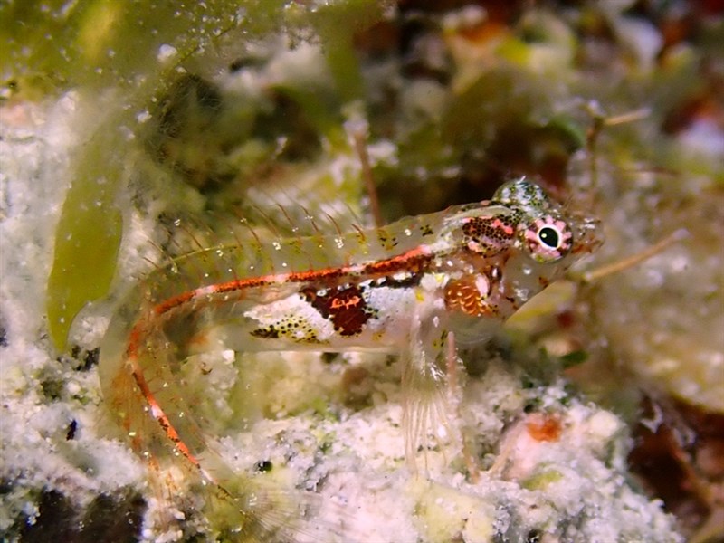 Blackfin glass blenny – Emblemariopsis leptocirris