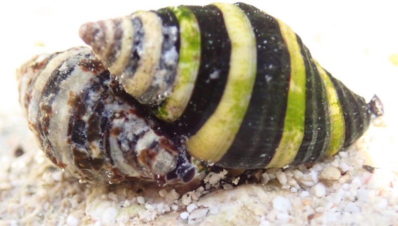 Bumble Bee Snail, Striped Engina – Engina mendicaria