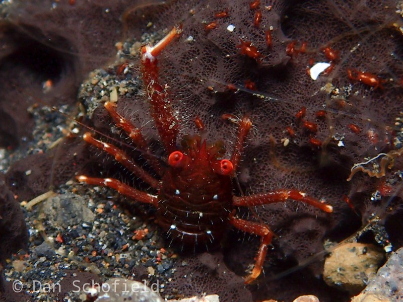 Galathea subsquamata
