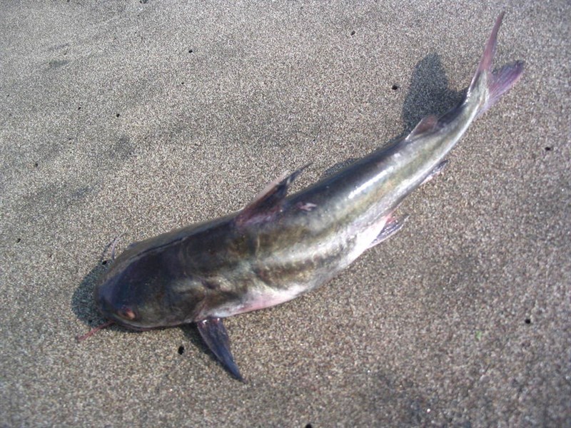 Peruvian sea catfish – Galeichthys peruvianus