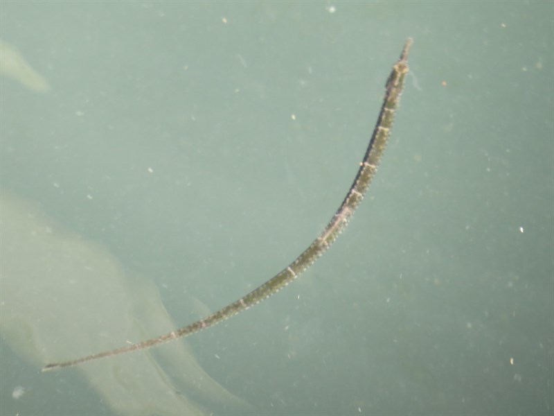 Beady pipefish – Hippichthys penicillus