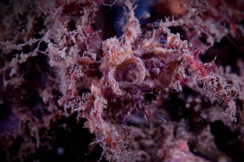 Sponge Decorator Crab, Rhinoceros Crab – Hyastenus elatus