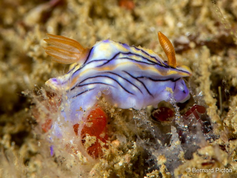 Black-striped Hypselodoris – Hypselodoris nigrostriata