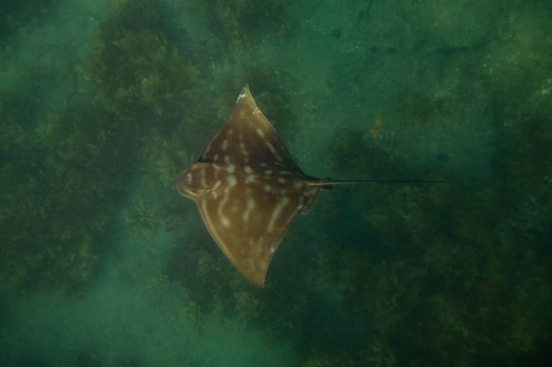 Eagle ray – Myliobatis tenuicaudatus