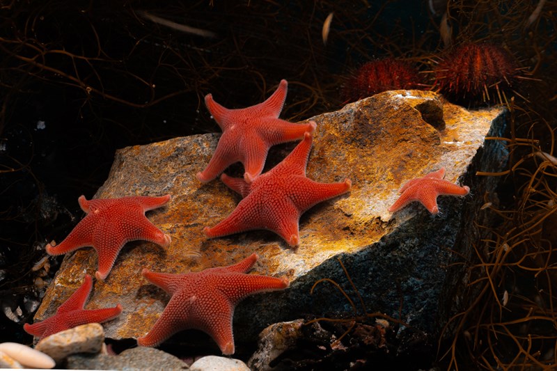 Red Sea Star – Odontaster validus