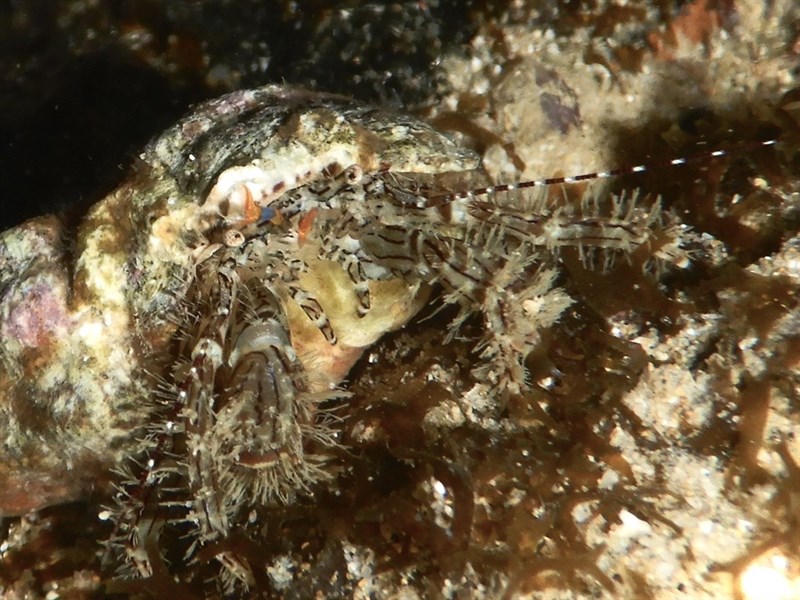 Pagurus pitagsaleei