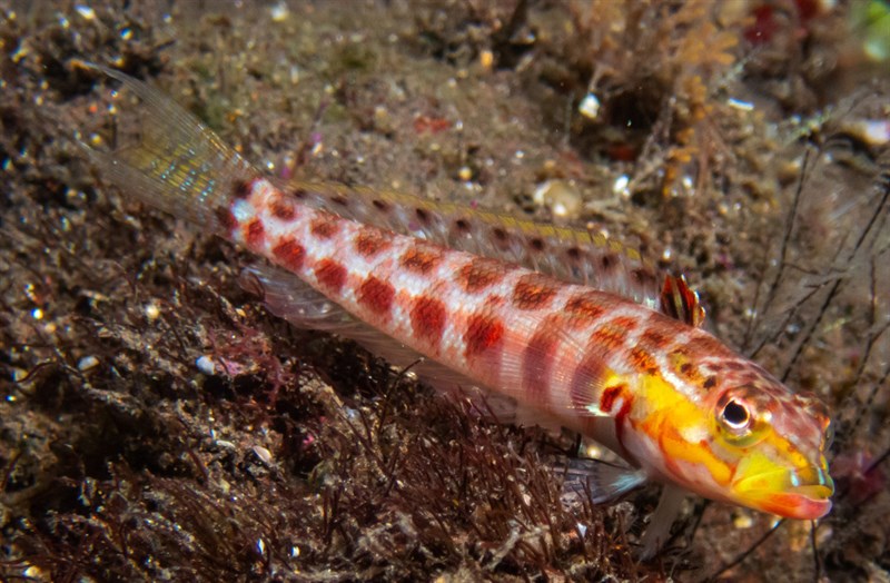 Redspotted sandperch – Parapercis schauinslandii