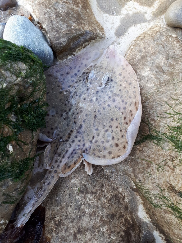 Blonde ray – Raja brachyura