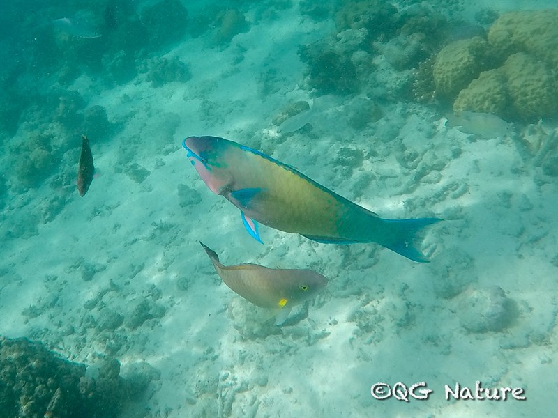 Common parrotfish – Scarus psittacus
