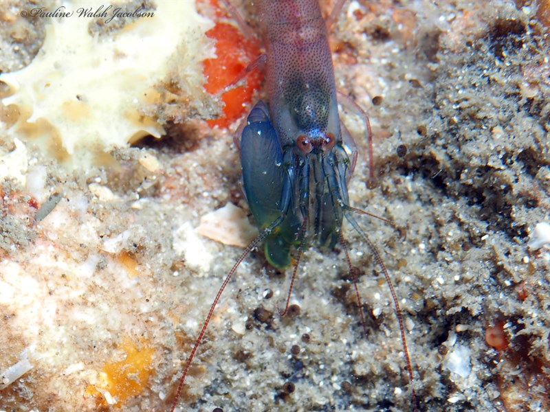 Pistol Shrimp, Snapping Shrimp – Synalpheus hemphilli