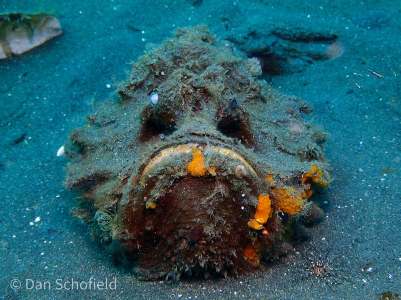 Estuarine stonefish – Synanceia horrida