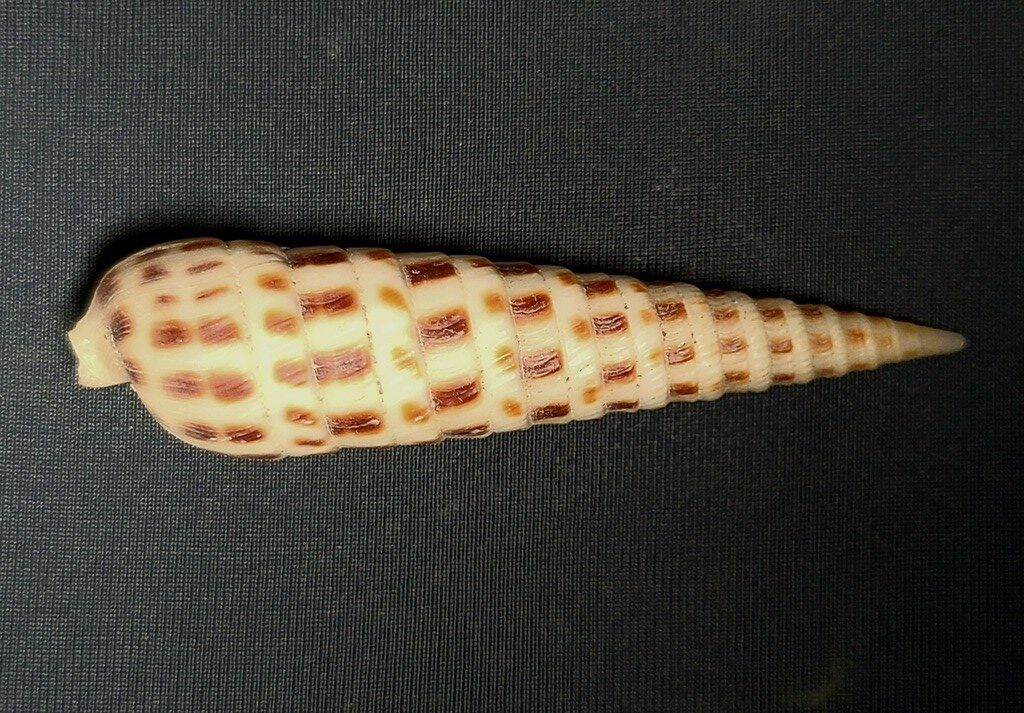 Terebra ornata