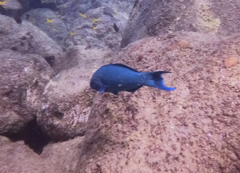 Emerald Wrasse – Thalassoma virens