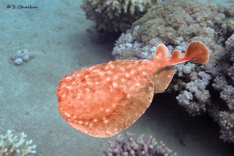 Panther electric ray – Torpedo panthera