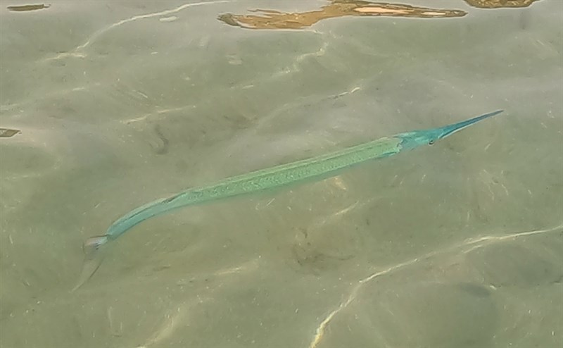 Hound needlefish – Tylosurus crocodilus