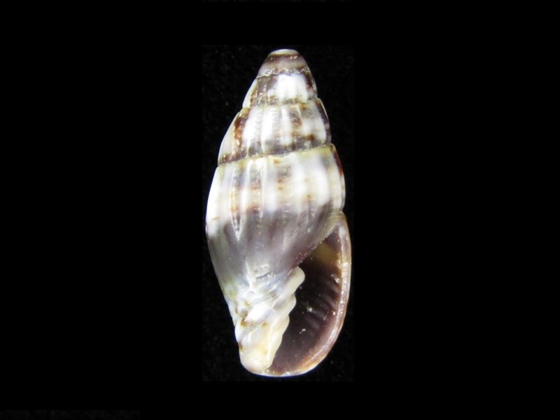 Vexillum inerme