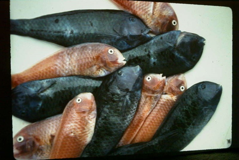 Galapagos razorfish – Xyrichtys victori